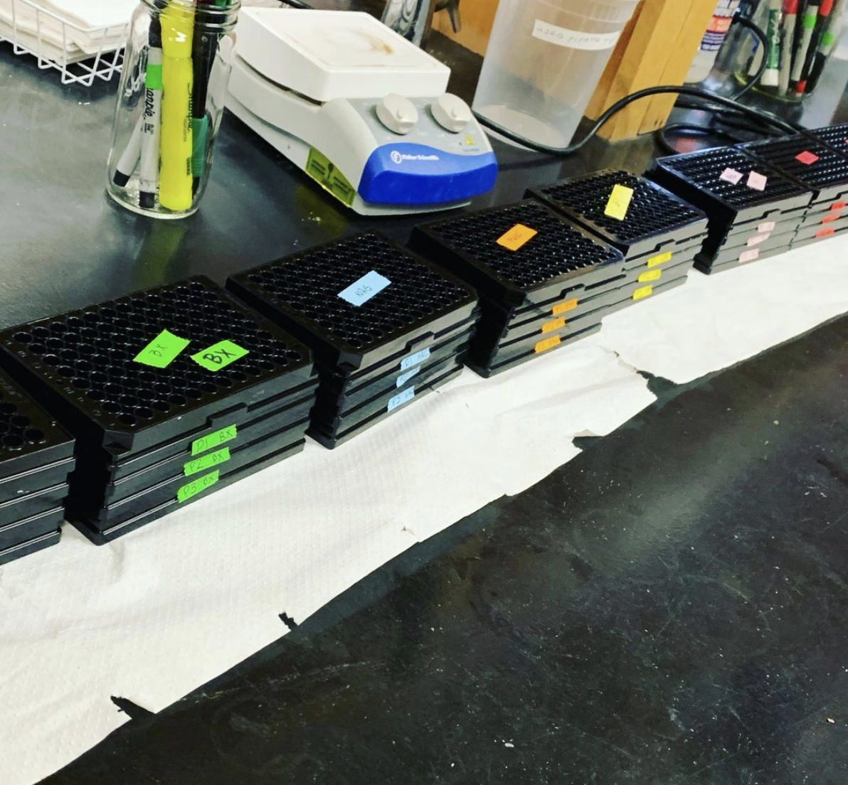 Testing for Soil Enzymes | Wyoming Kernza Project