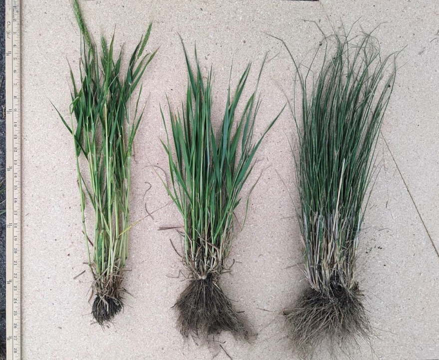 Roots! | Wyoming Kernza Project